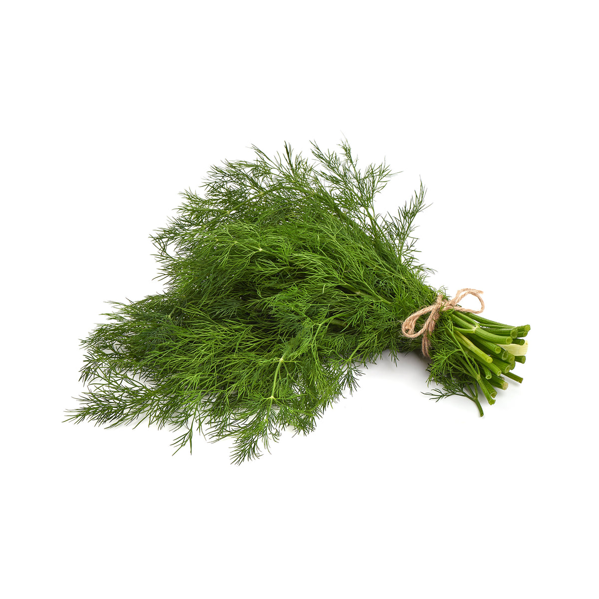 Dill – DamasGate.store